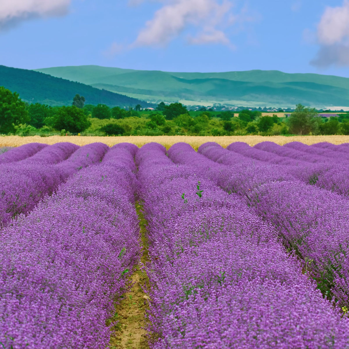 Essential Oil, Lavender Bulgarian – Canwax