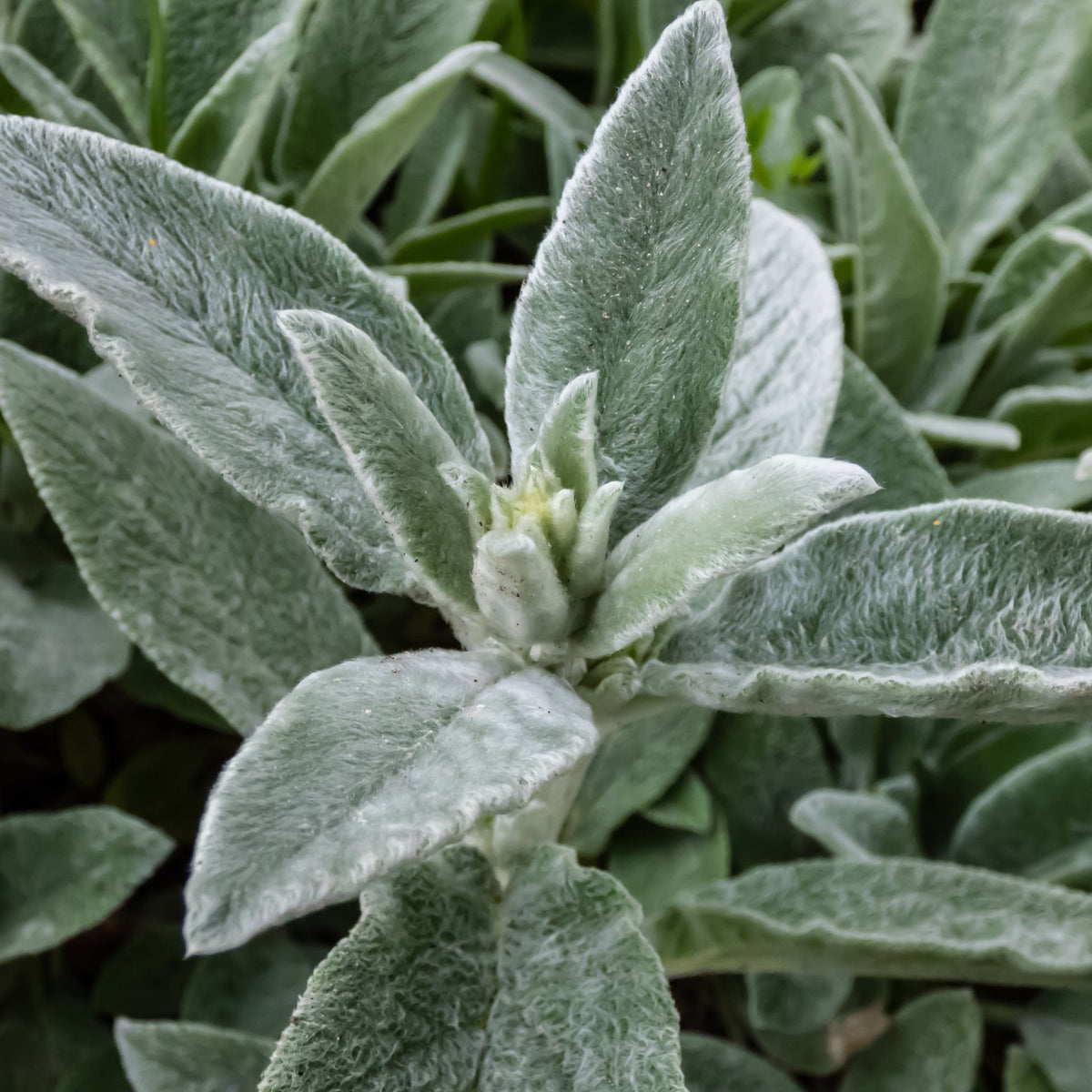 Essential Oil, Sage Dalmatian – Canwax