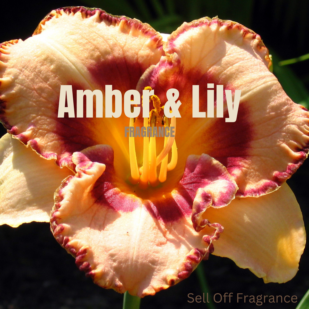 Dark Amber & Ginger Lily Fragrance - Canwax Soap & Candle Supplies
